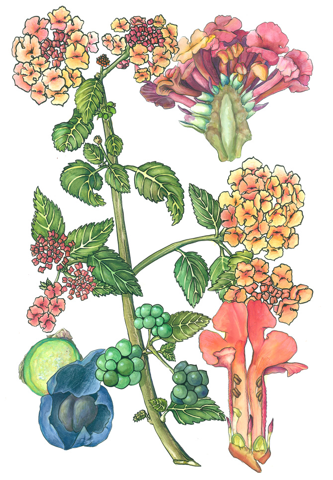 Lantana - Art by Yvonne Byers